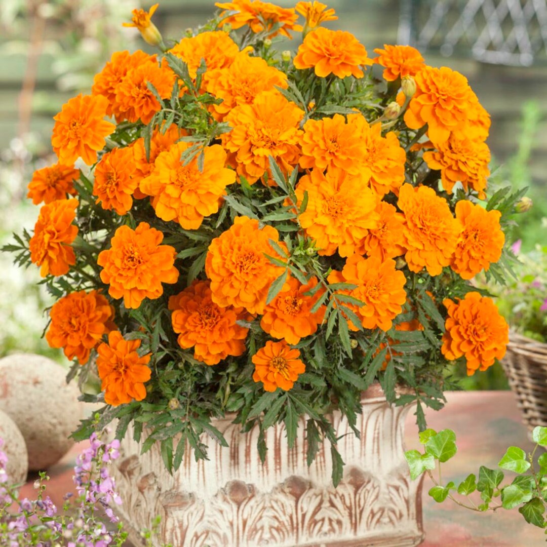 French Marigold Tagetes Patula Durango Tangerine Flower Seeds - 500 ...