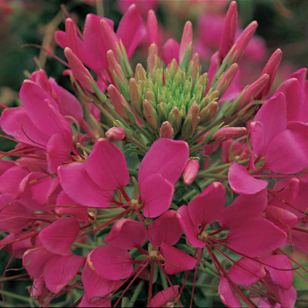 Cleome Seeds - Spider Flower Rose Queen Flower Seed - 2000 Seeds - Etsy