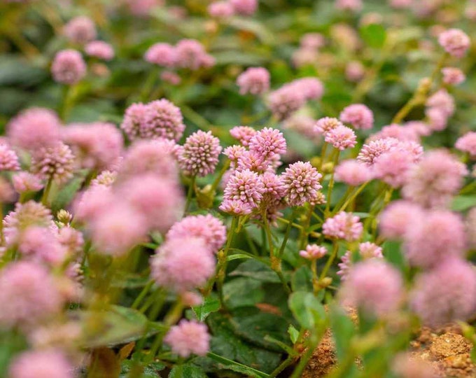 20 Seeds Lovely Polygonum Bistorta Seeds Perennial - Etsy