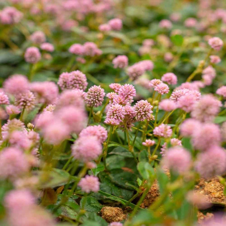 Polygonum Capitatum Seed - Pink Knotweed Ground Cover Seeds - 2000 ...