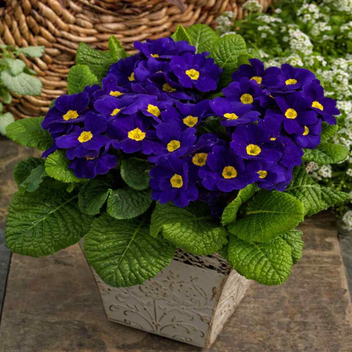 Primrose Seeds - Primula Acaulis Blue Common Primrose Flower Seed - 100 ...