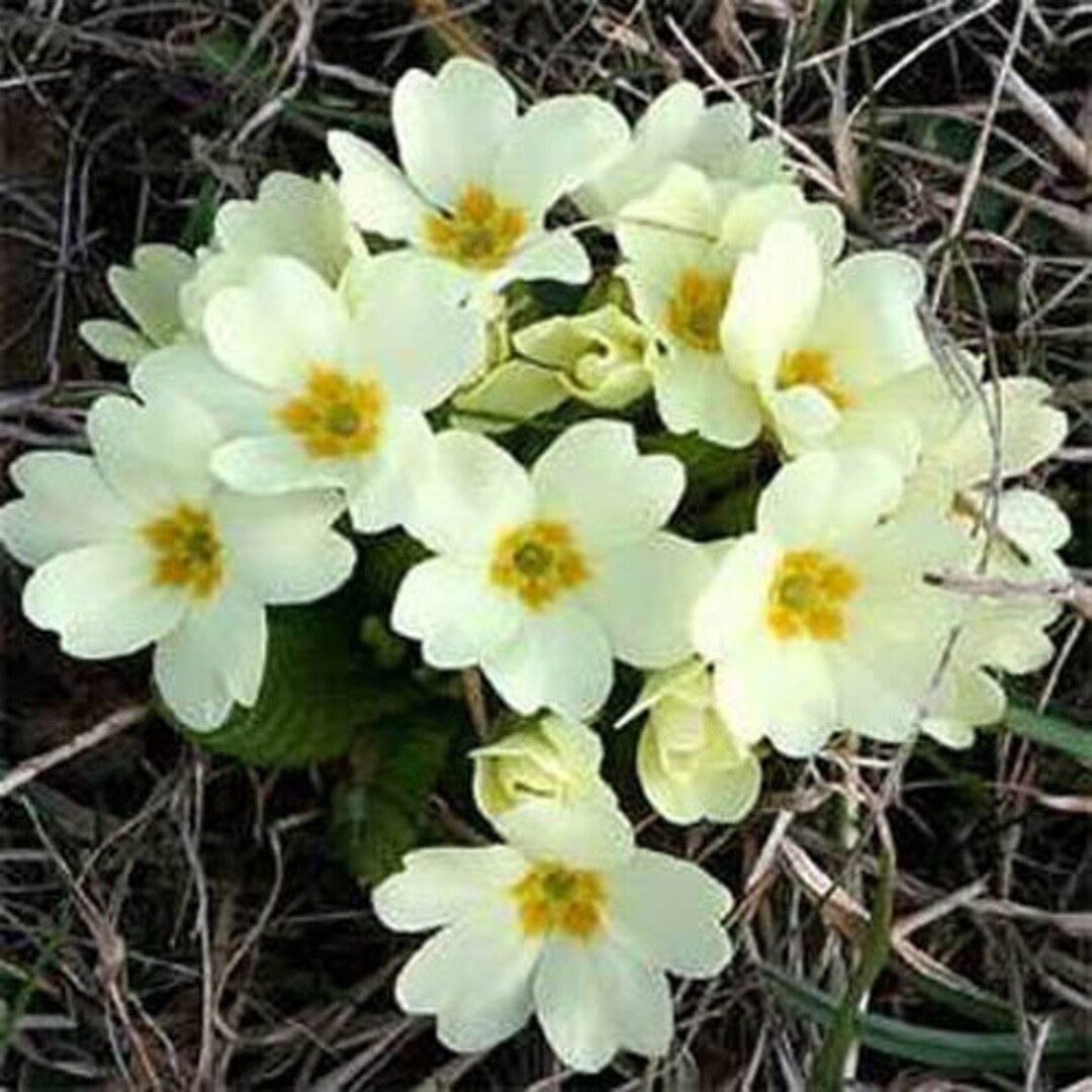 Common Primrose Seed - White Primula Acaulis Flower Seeds - 200 Seeds ...