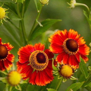 Helenium Seeds - Sneezeweed Helenium Autumnale Flower Seed - 2000 Seeds ...