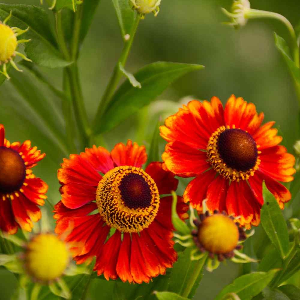 Helenium Seeds Sneezeweed Helenium Autumnale Flower Seed 2000 Seeds - Etsy