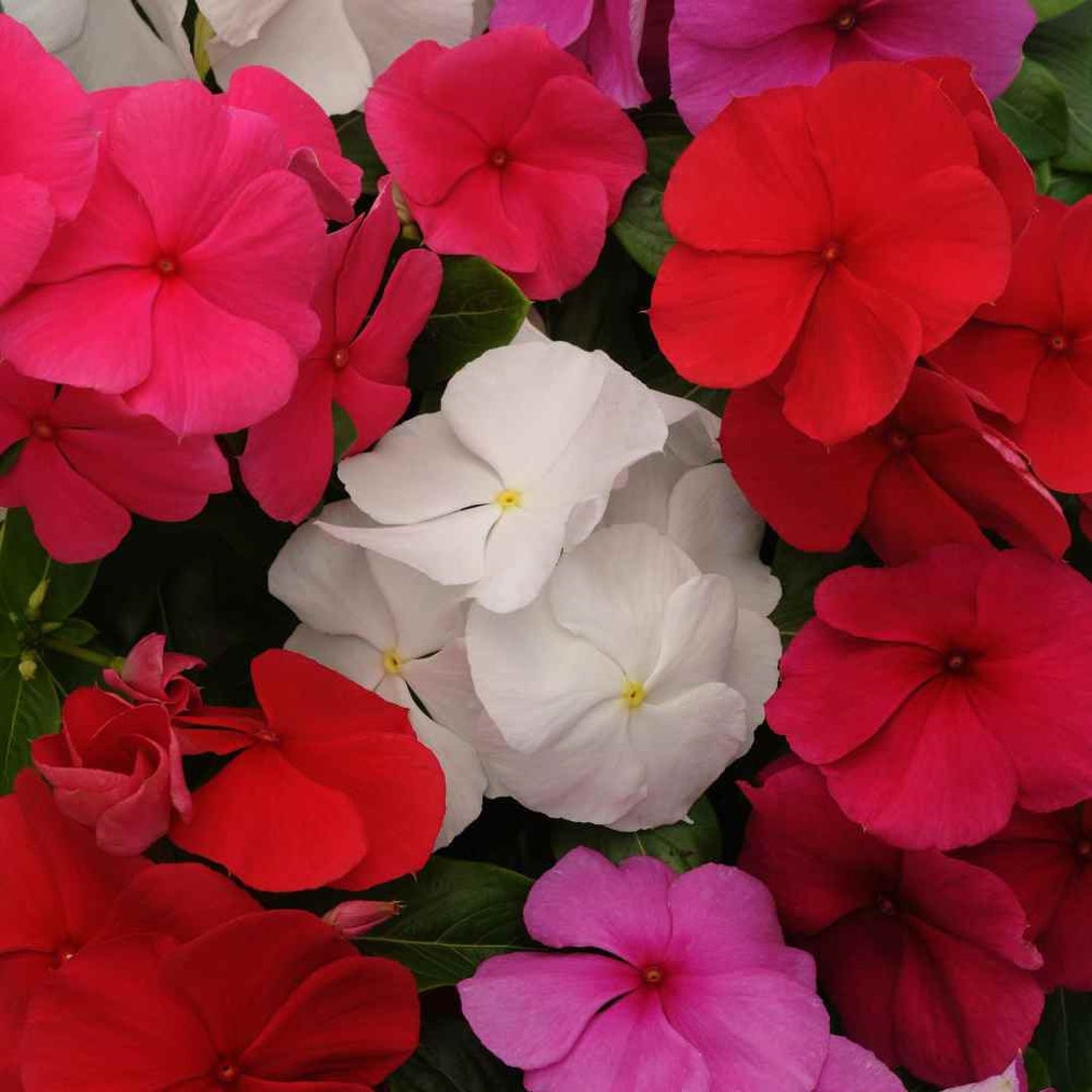 Drought Tolerant Vinca Periwinkle Clear Flower Seed Mix Baskets ...