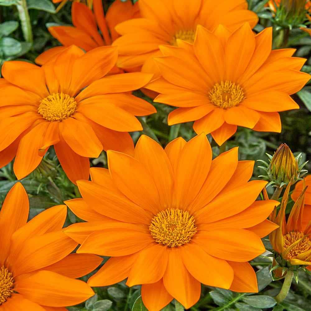 Drought Tolerant Orange Treasure Flower Gazania Ground Cover Plant ...