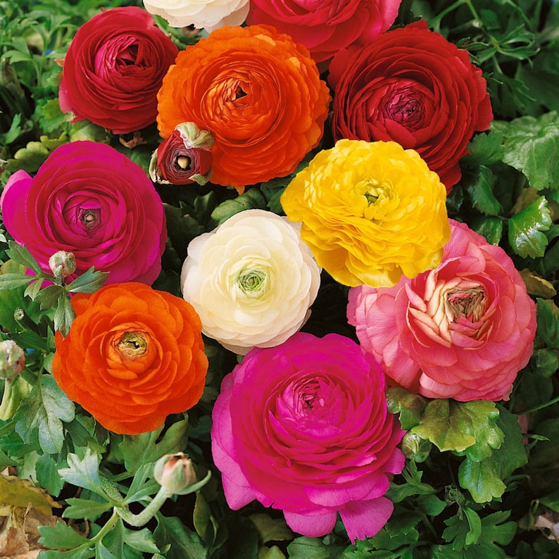 Ranunculus Seed Persian Buttercup Mix Flower Seeds 40 Seeds - Etsy