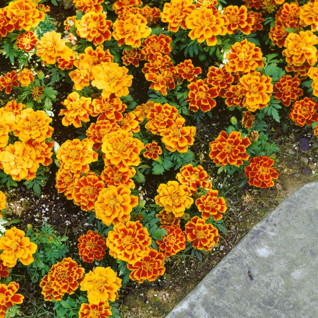 French Marigold Tagetes Patula Durango Flame Flower Seeds - 500 Seeds ...