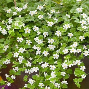 Bacopa Snowtopia Seeds - White Bacopa Flower Seeds - 20 Seeds - Etsy
