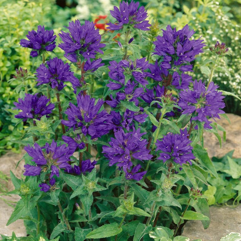 Bellflower Seed - Bellflower Superba Perennial Flower Seeds - 1000 ...