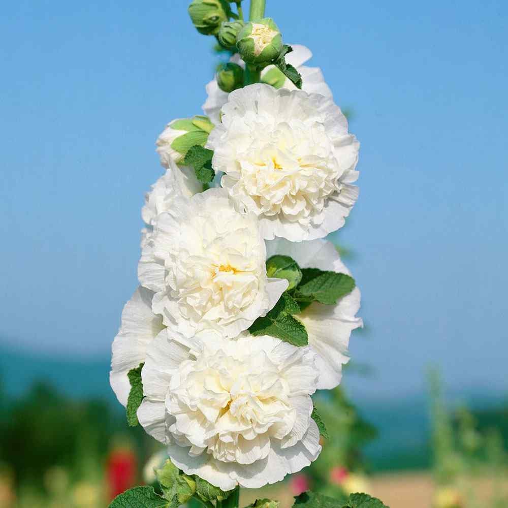 Perennial Alcea Rosea Chaters Double White Hollyhock Flower Seeds 200 ...