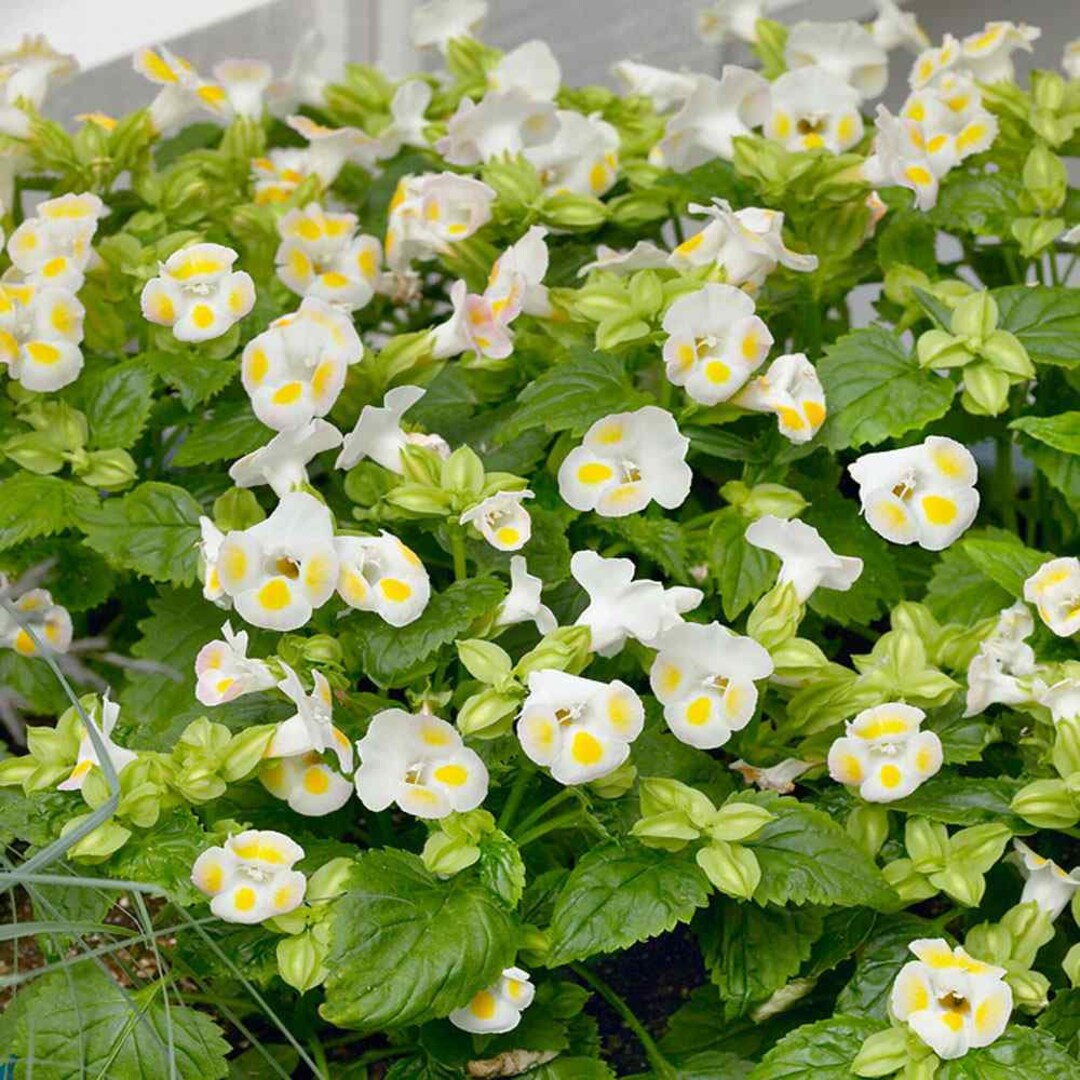 Torenia Fournieri Kauai Lemon Drop Yellow Flowers - 100 Seeds - Etsy