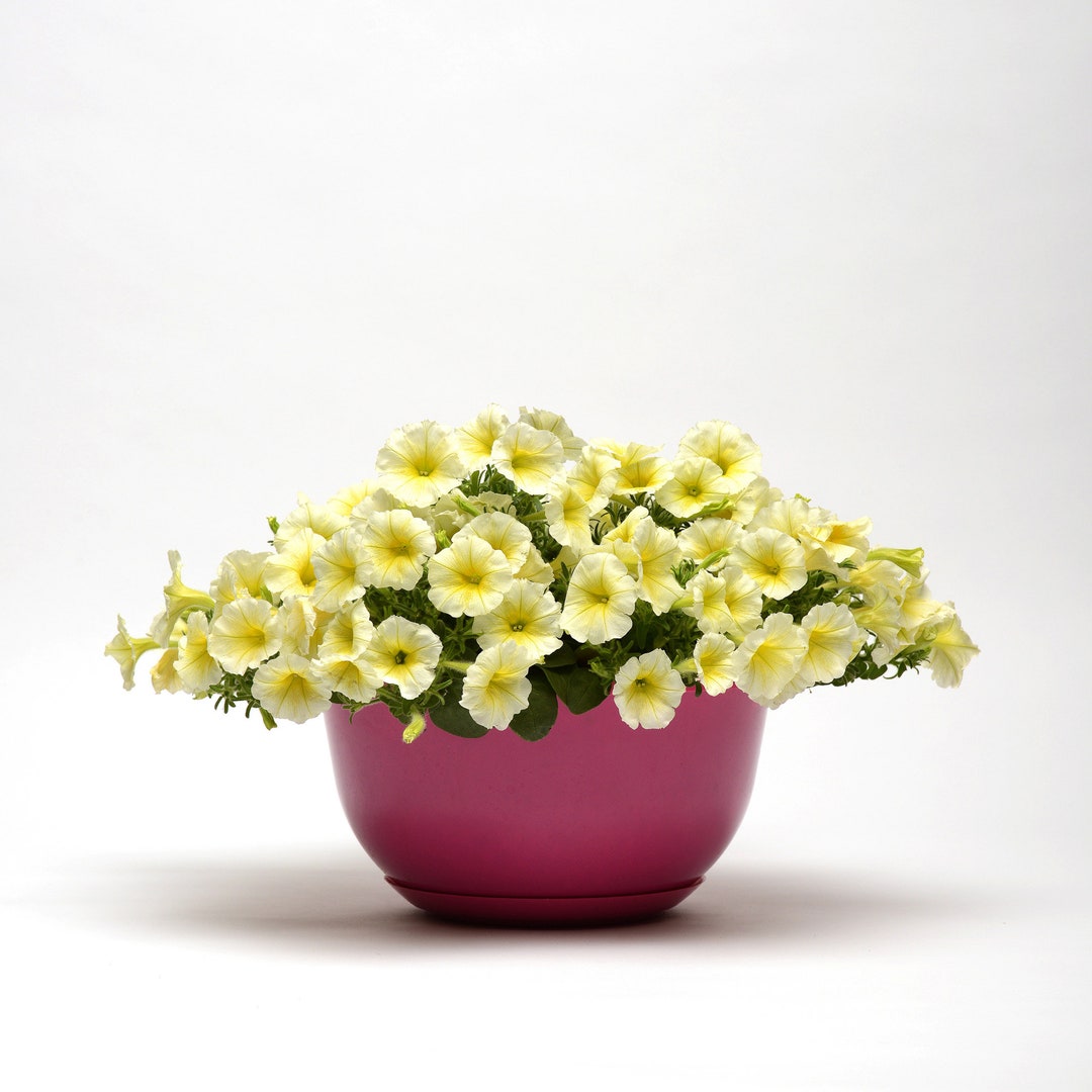 Easy Wave Yellow Petunia Spreading Flower Seeds - 30 Seeds - Etsy