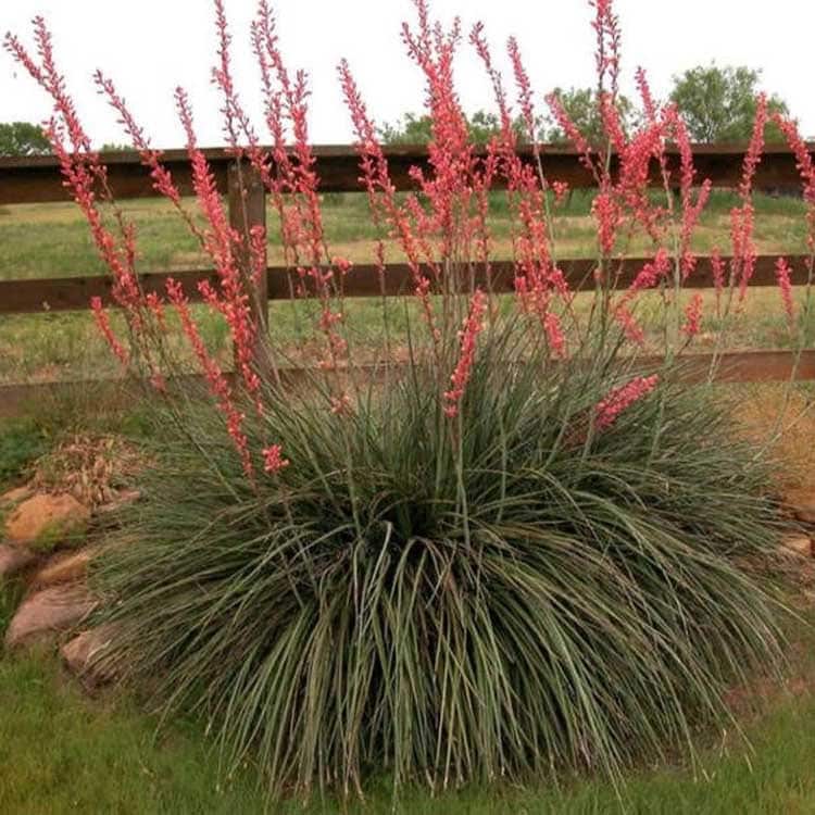 Drought Tolerant Hesperaloe Parviflora Red Yucca Garden Flower Plant ...