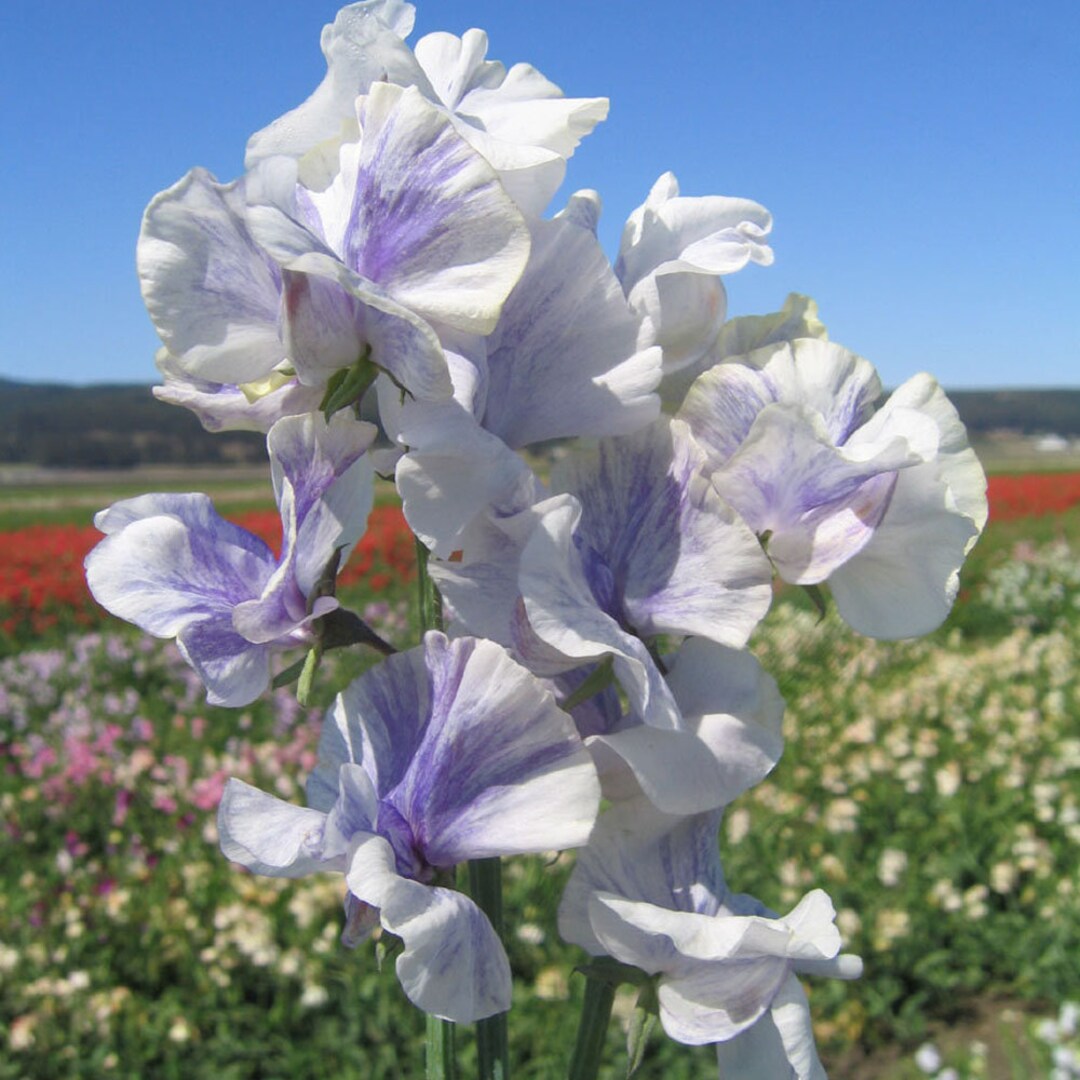 Vining Lathyrus Odoratus Bicolor Blue Ripple Sweet Peas Seeds - 200 ...
