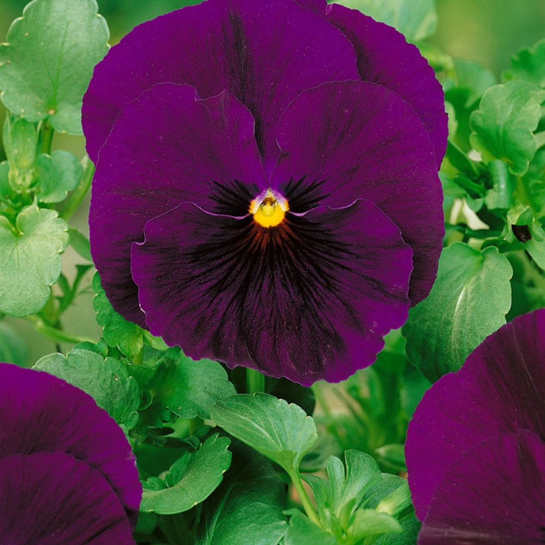 Swiss Giant Pansy Flower Seeds - Growing Pansies From Seeds - 1000 ...