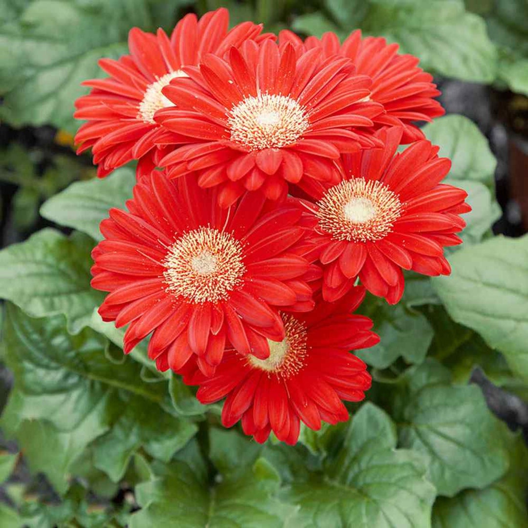 Gerbera Jamesonii Red Flower Seed - Gerbera Daisy Seeds - 10 Seeds - Etsy
