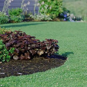 Perennial White Miniclover ® Lawn Clover & Ground Cover Seeds 1/4 - 25 ...