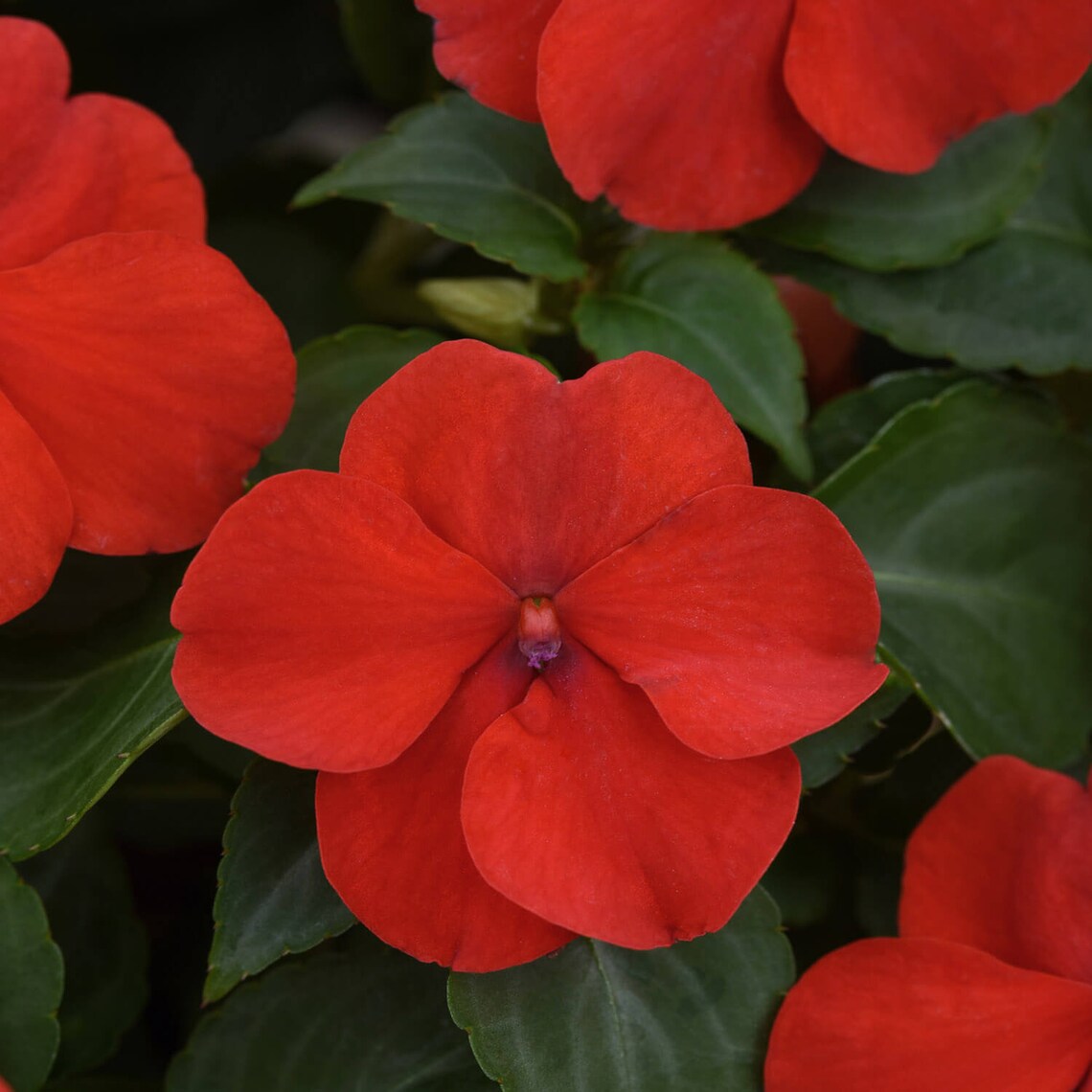 Bright Red Impatiens Container Plant Flower Seeds - 150 Seeds - Etsy