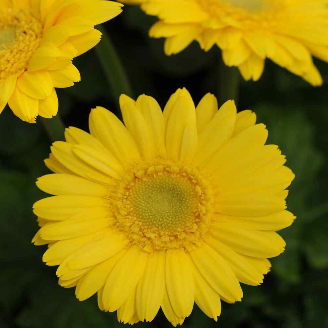 Gerbera Seed - Gerbera Daisy Yellow Flower Seeds - 10 Seeds - Etsy