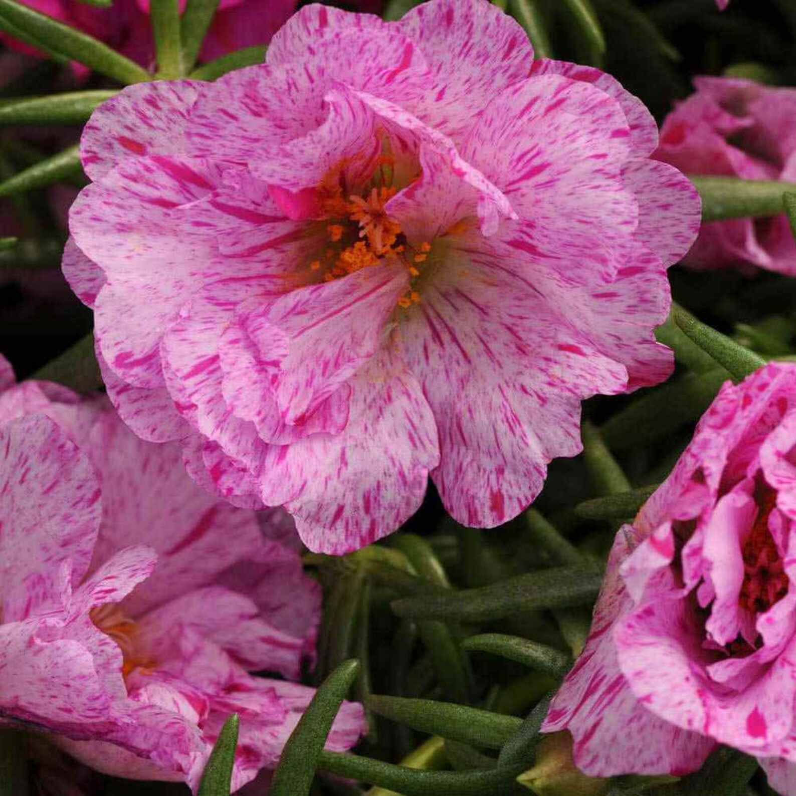Peppermint Moss Rose Ground Cover Plant Seeds - 500 Seeds - Etsy
