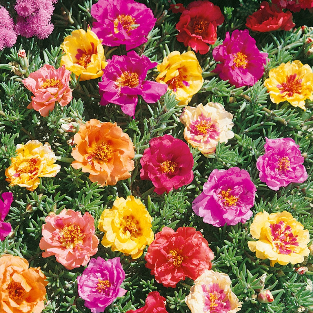 Moss Rose Sundial Ground Cover Plant Seed Mix - 500 Seeds - Etsy