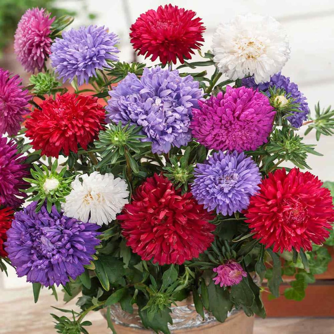 Aster Seeds - Aster Callistephus Tall Double Paeony Duchess Mix - 1000 ...