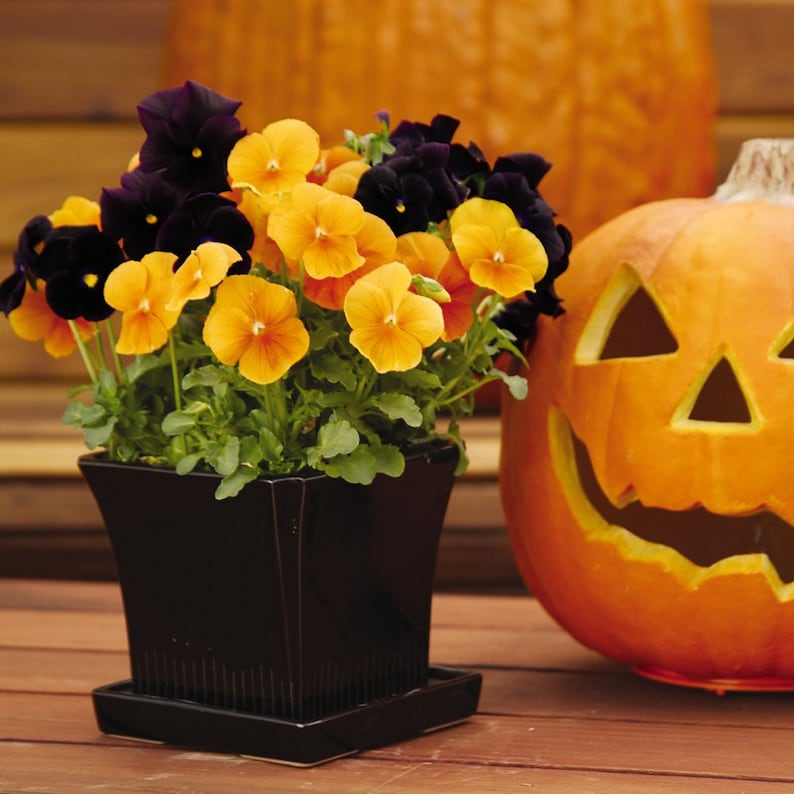 Pansy Panola XP Halloween Mix - Primed Pansy Seeds - 100 Seeds - Etsy