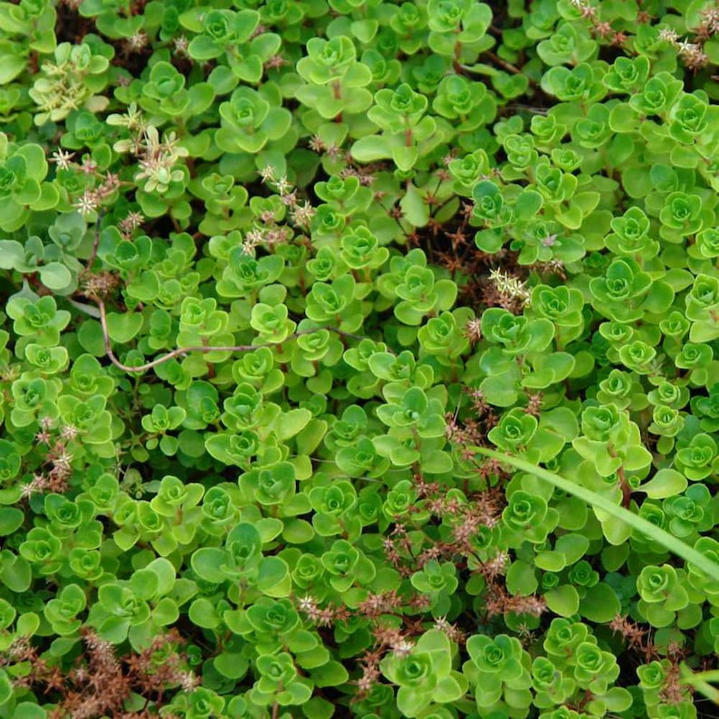 Sedum Stoloniferum Seed - Stolon Stonecrop Ground Cover Seeds - 2000 ...