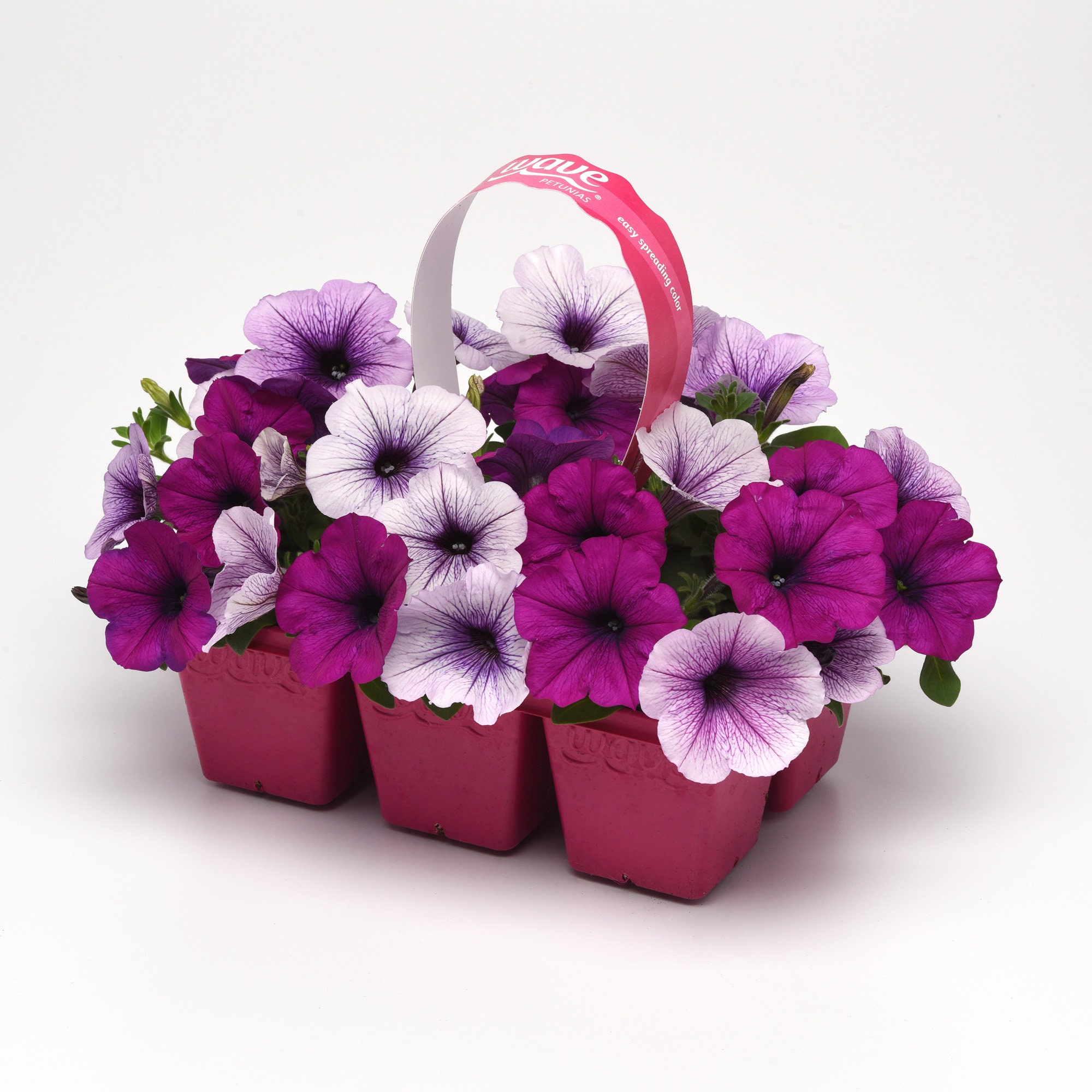 Easy Wave Spreading Petunia Plumb Pudding Flower Seed Mix - 30 Seeds - Etsy