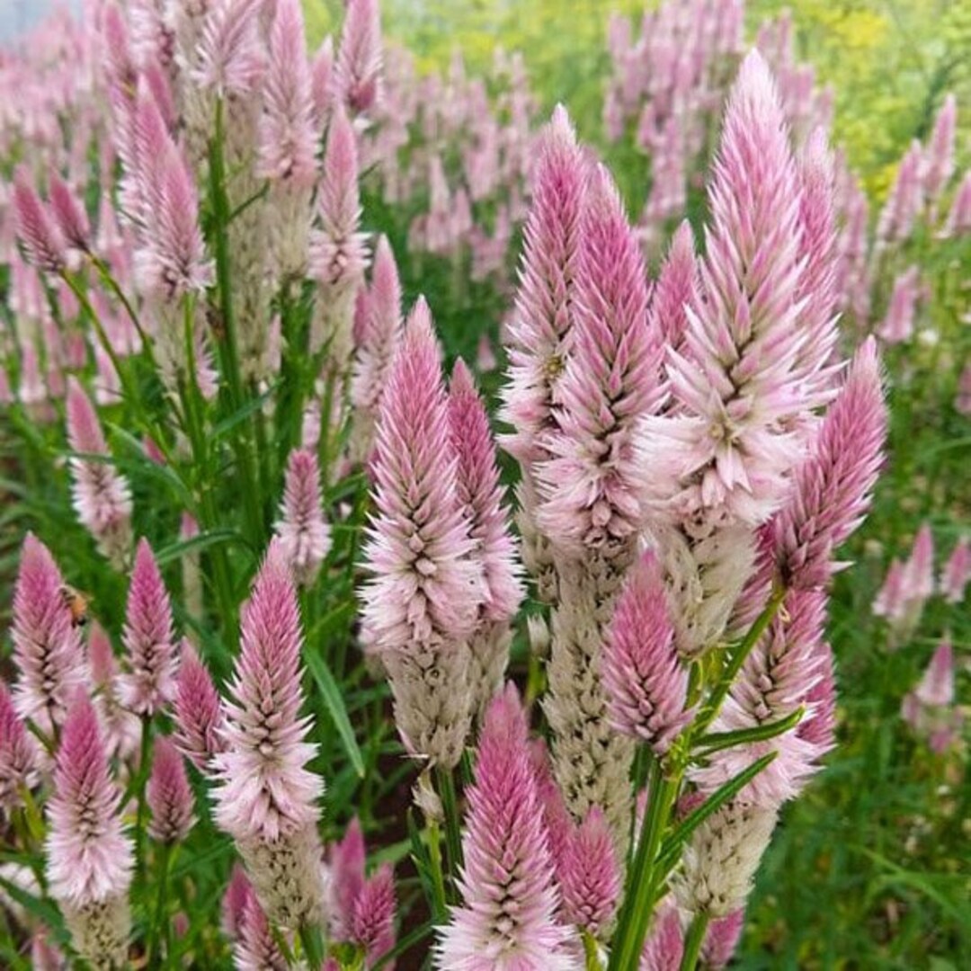 Wheat Celosia Seeds - Celosia Spicata Flamingo Feather Flower Seed ...