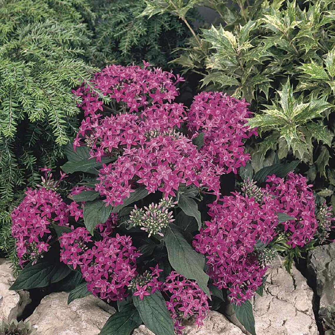 Pentas Seeds Pentas Graffiti Violet Flower Seed 25 Seeds - Etsy
