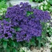 Heliotrope Seeds - Heliotropium Arborescens Marine Flower Seed - 2000 ...