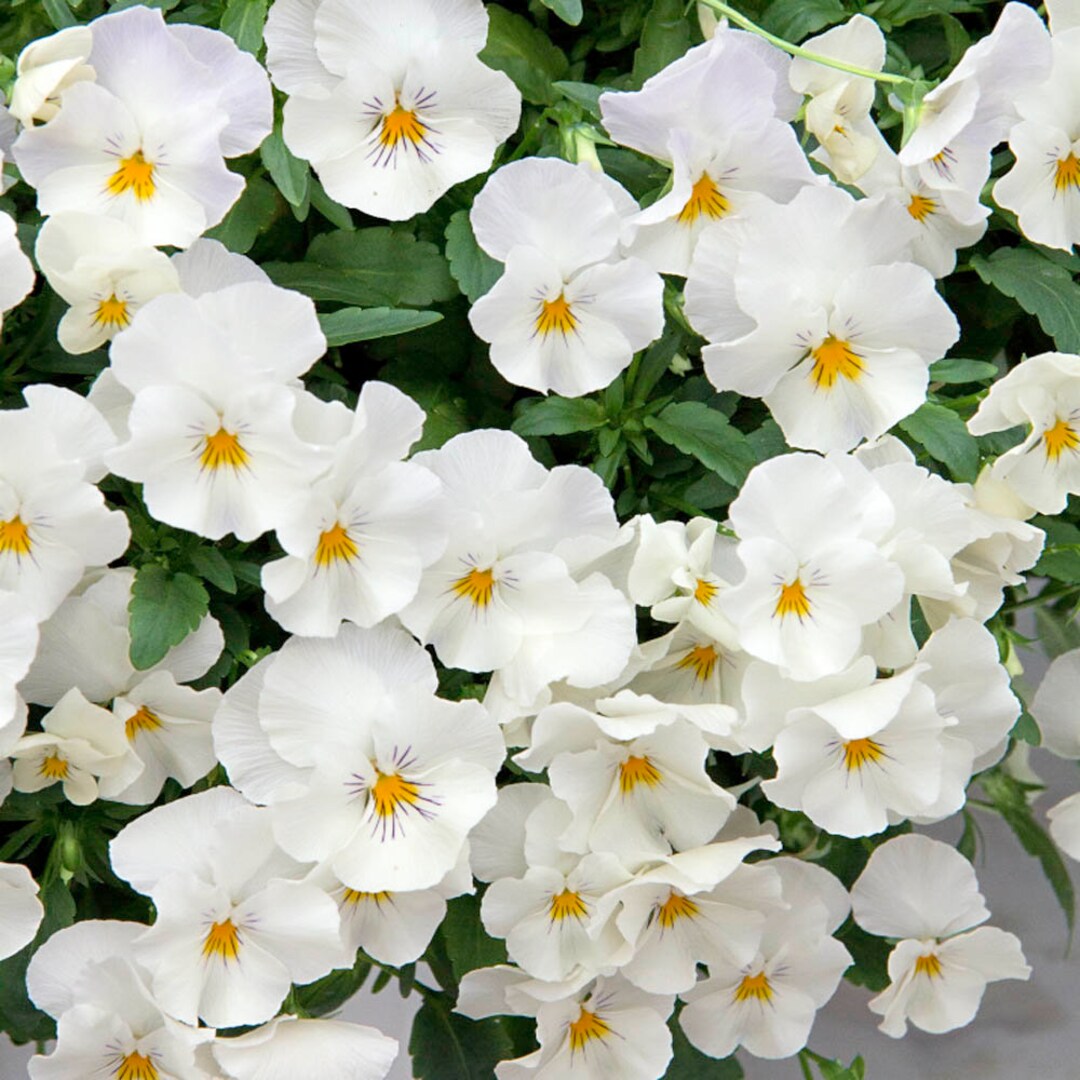 Cool Wave Pansy Flower Seeds - White Trailing Pansy Plants - 15 Seeds ...