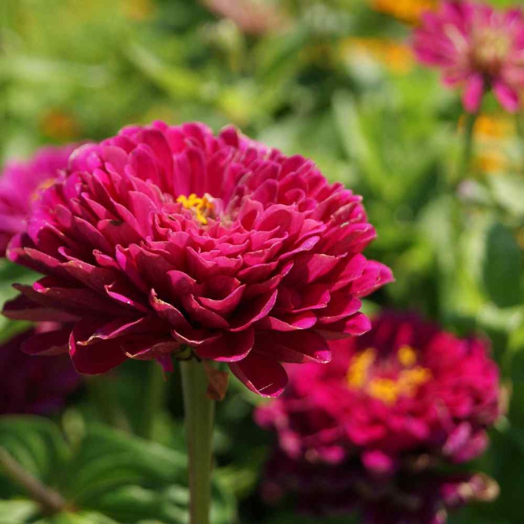 Purple Zinnia Seeds - Zinnia Elegans Purple Prince Flower Seed - 1000 ...