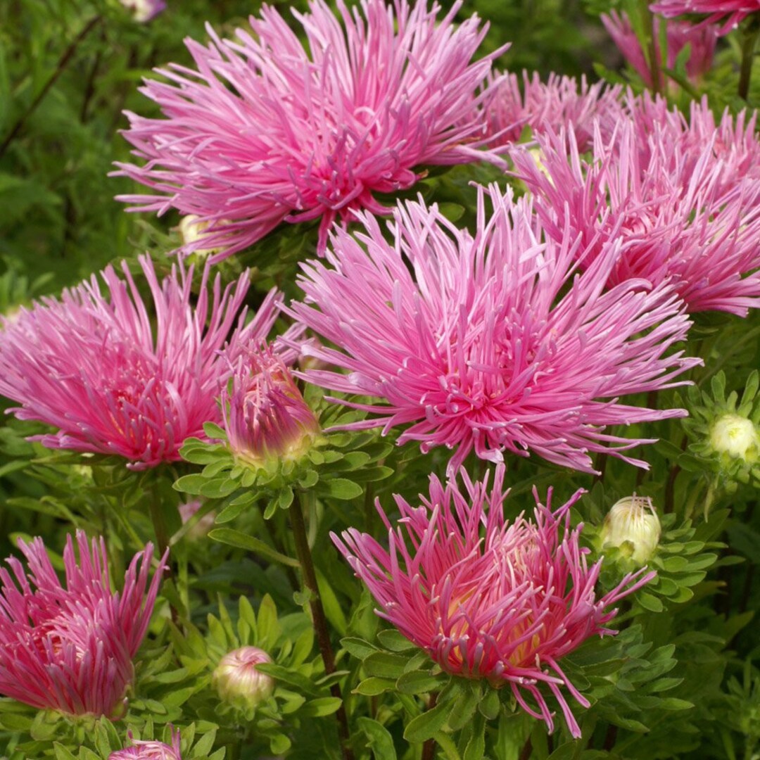 Aster Seeds - Aster Callistephus Salmon Needle Flower Seed - 1000 Seeds ...