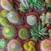 Cactus Seeds Cacti Garden Mix Flower Seeds 2000 Seeds - Etsy
