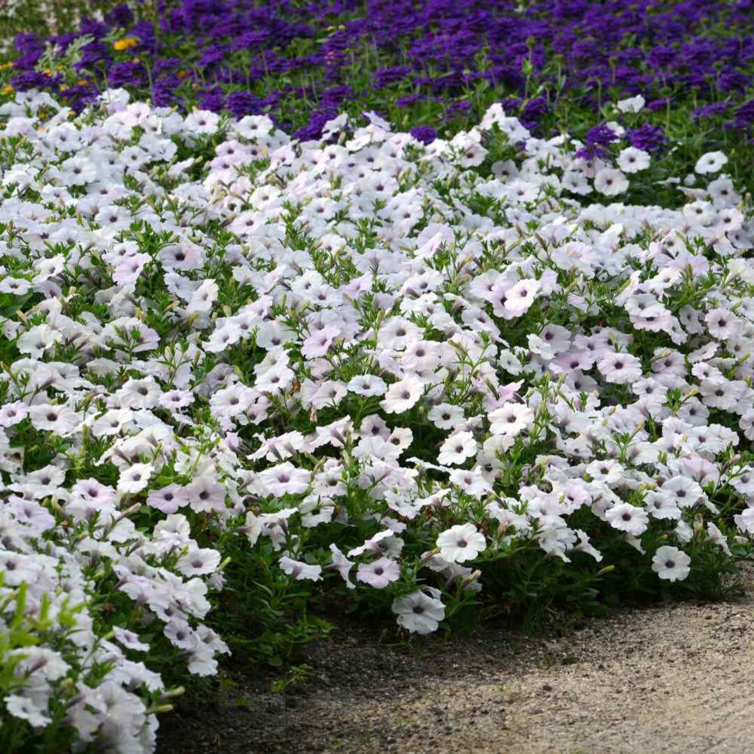 Silver Easy Wave Petunia Flower Seeds for Hanging Baskets & More - 30 ...
