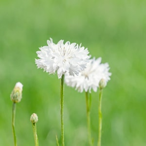 White Cornflower Seeds - White Bachelor's Button Flower Seed - 2000 Seeds - Etsy
