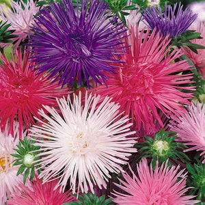 Aster Seeds - Aster Callistephus Needle Mix Flower Seed - 1000 Seeds - Etsy