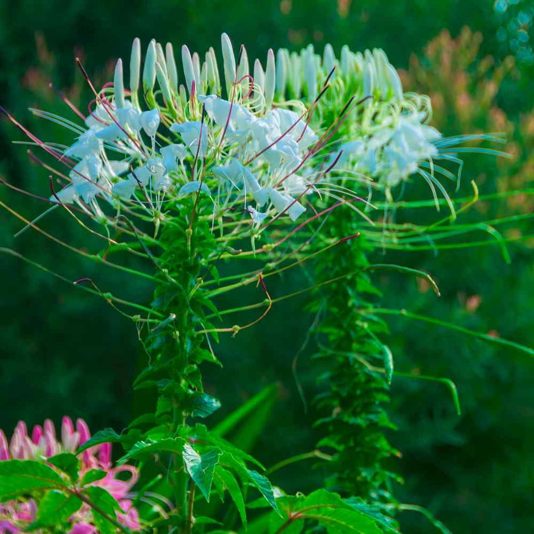 White Cleome Spider Flower Seed for Xeriscape Gardens - 1000 Seeds - Etsy