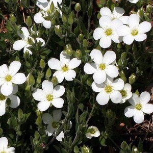 Arenaria Montana Seeds - Perennial Ground Cover Plant Seed - 2000 Seeds ...