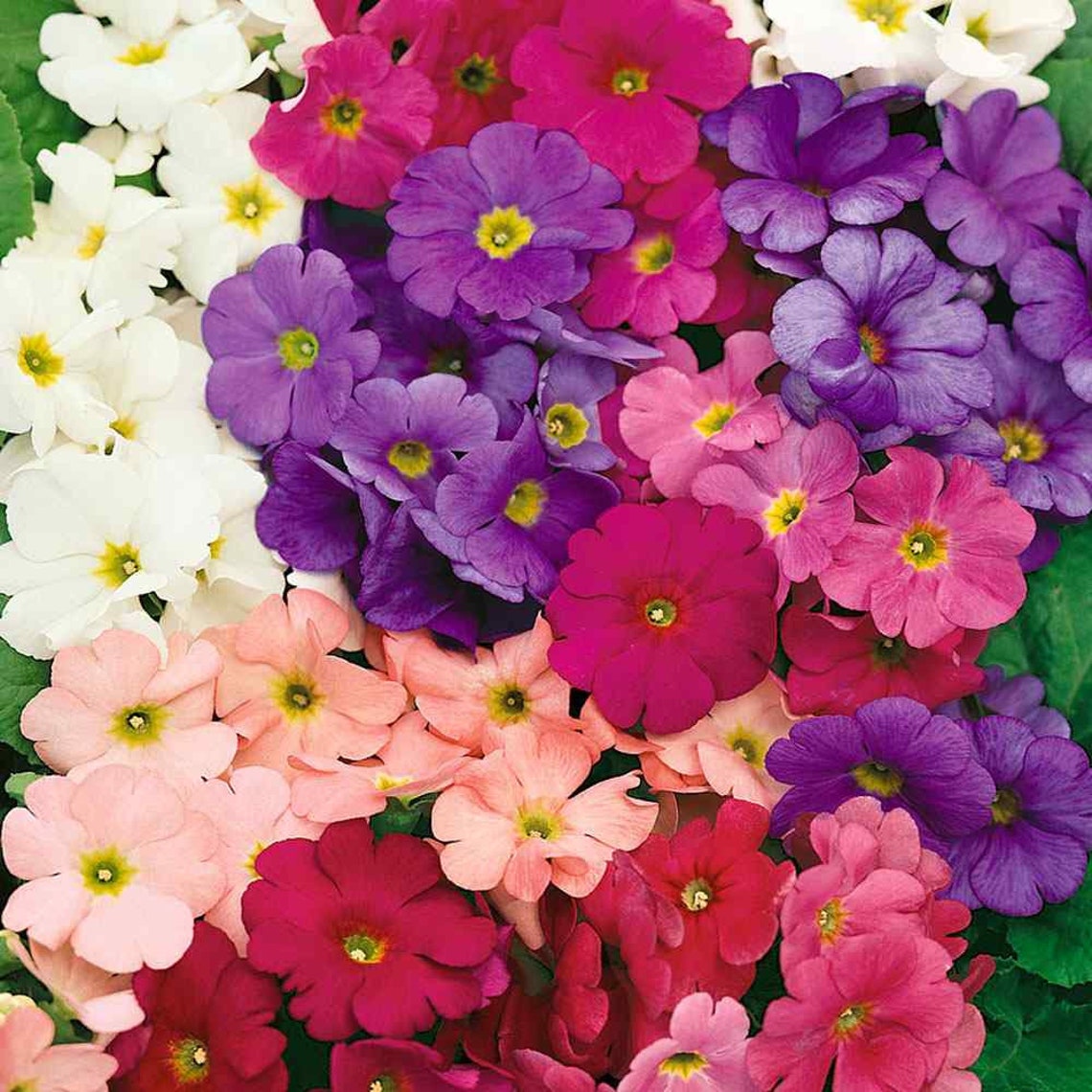 German Primrose Primula Obconica Libre Flower Seed Mix - 100 Seeds - Etsy