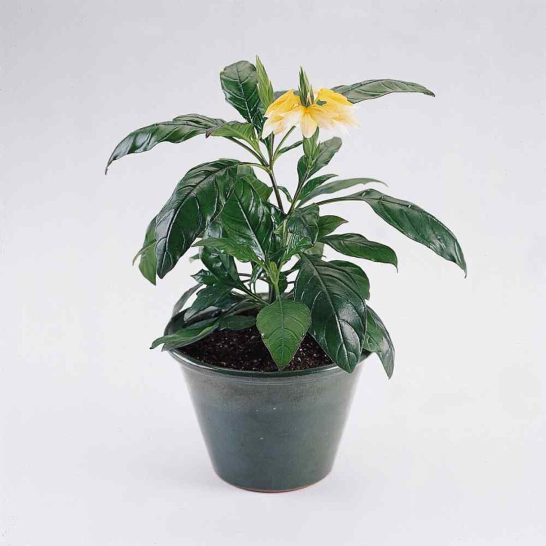 Crossandra Seeds - Yellow Firecracker Flower Seed - 30 Seeds - Etsy