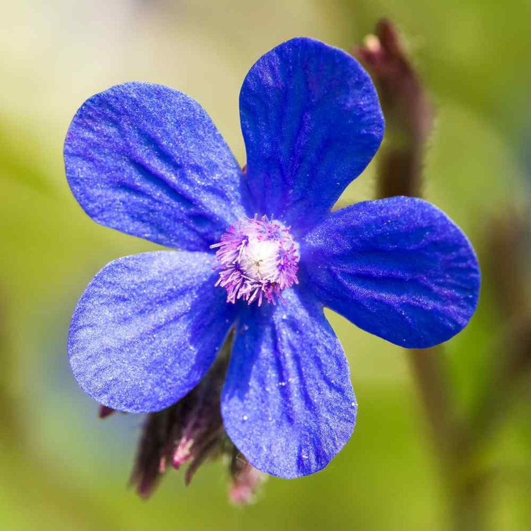 Bugloss Seeds - Anchusa Capensis Blue Angel Flower Seeds - 2000 Seeds ...