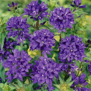 Bellflower Seed - Bellflower Superba Perennial Flower Seeds - 1000 ...