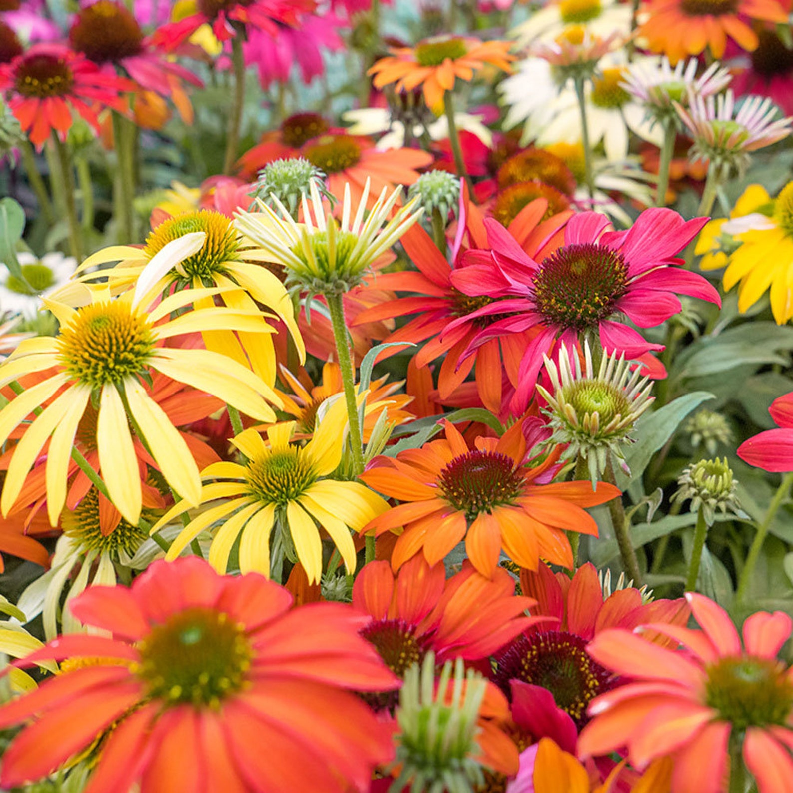 Echinacea Purple Coneflower Cheyenne Spirit Wildflower Seed Mix for ...