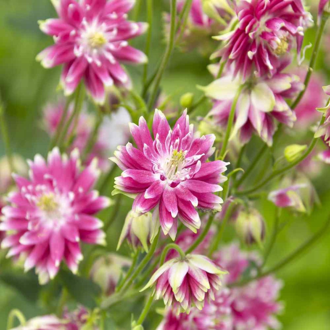 Columbine Seed - Aquilegia Vulgaris Nora Barlow Flower Seeds - 1000 ...