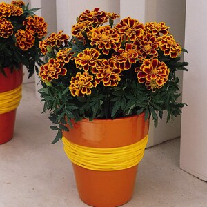 French Marigold Tagetes Patula Durango Flame Flower Seeds - 500 Seeds ...