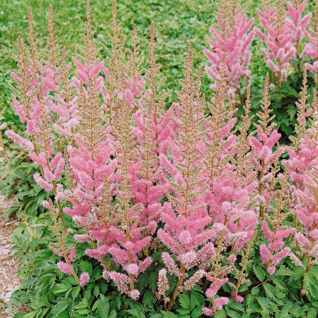 Astilbe Seeds - Astilbe Chinensis Flower Seed - 2000 Seeds - Etsy